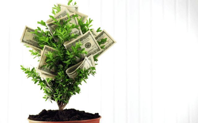 16 Best Money Tree Gifts (Plant, Holder, and Stands For Birthdays ...